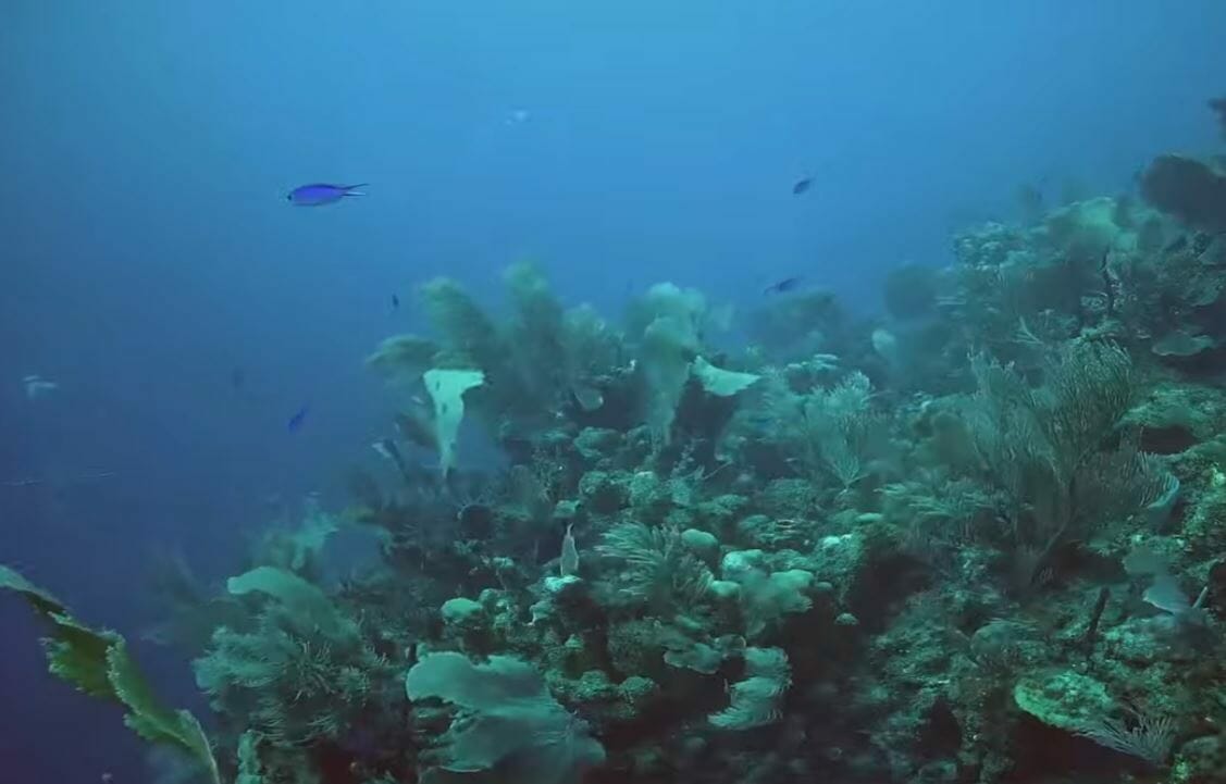 Utopia Village Underwater Live Cam - Utila, Honduras - BoatingWorld