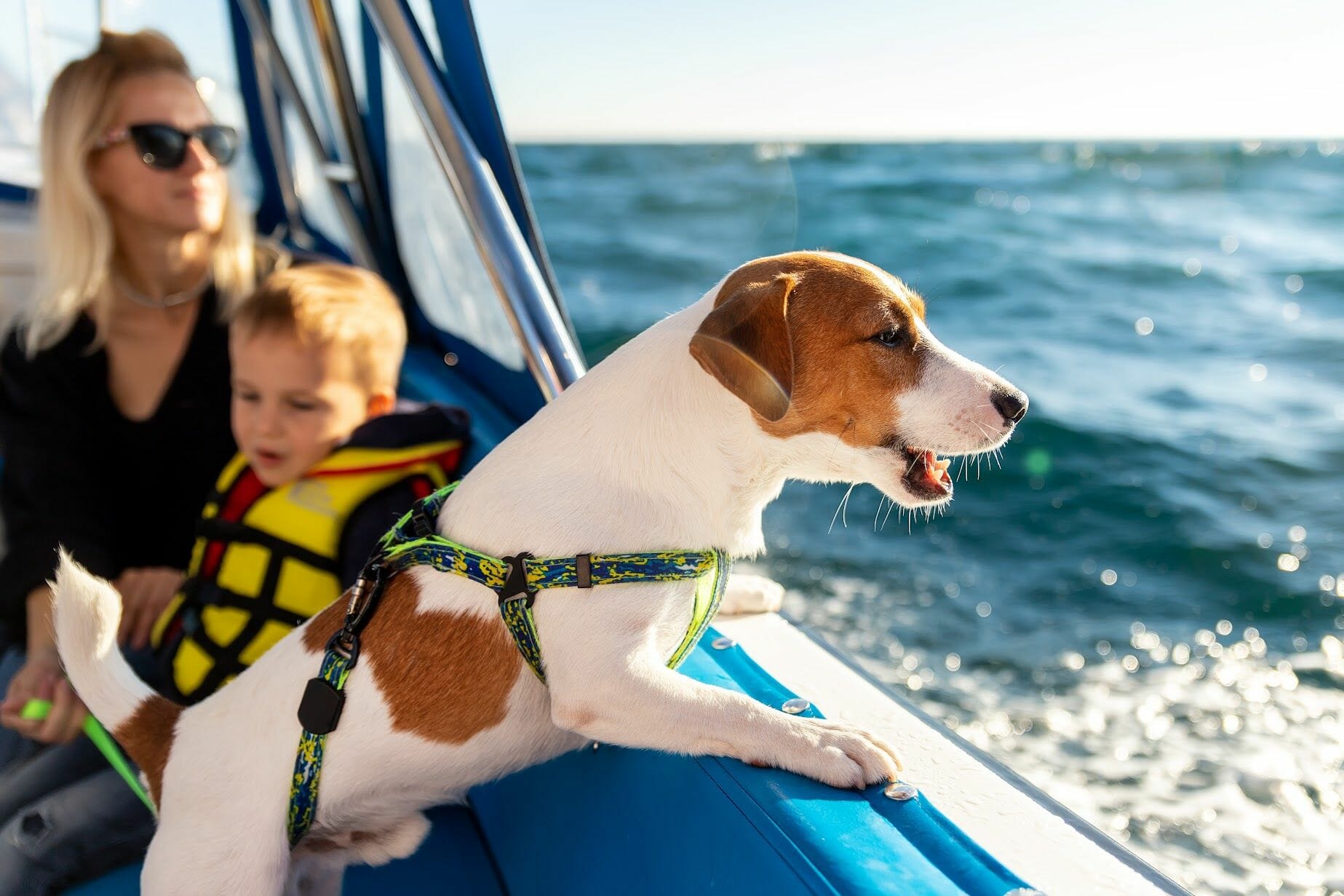 Boating with Pets: Tips for Safe and Happy Adventures - BoatingWorld