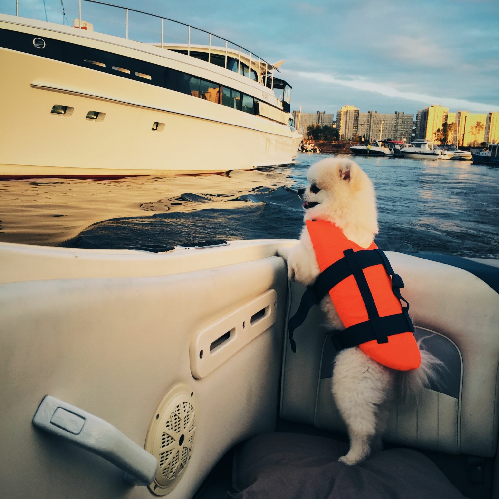 Life Jackets for Dogs: Must-Have Gear for Boating with Your Canine ...